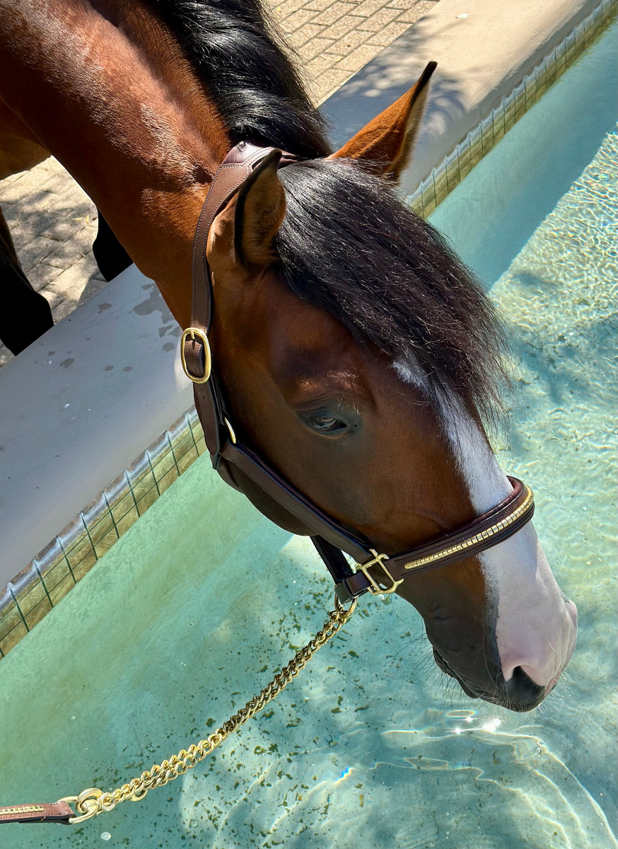 Lead ropes (w/ studchain) – Goode Rider