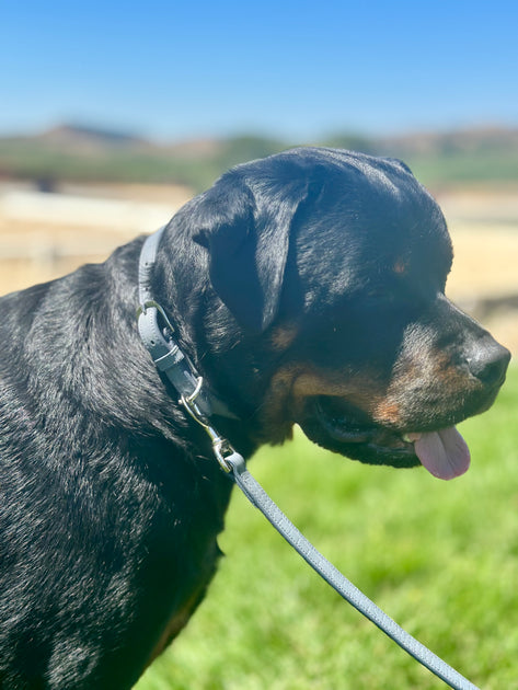 SS '24 – Page 2 – Goode Rider